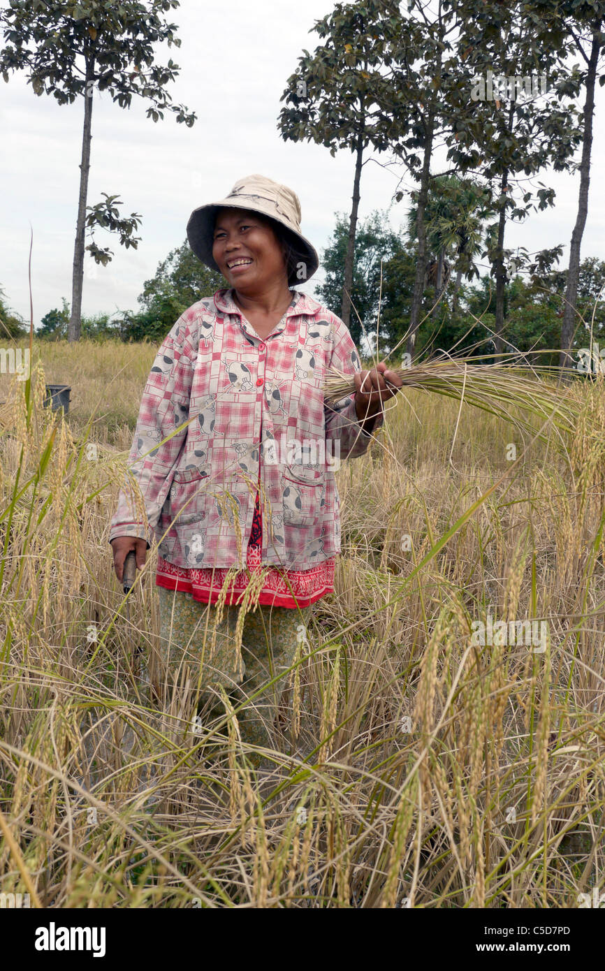 CAMBODIA Farmer in rice field with poor harvest due to drought Stock ...