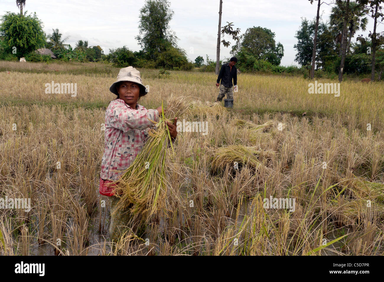 CAMBODIA Farmer in rice field with poor harvest due to drought Stock ...