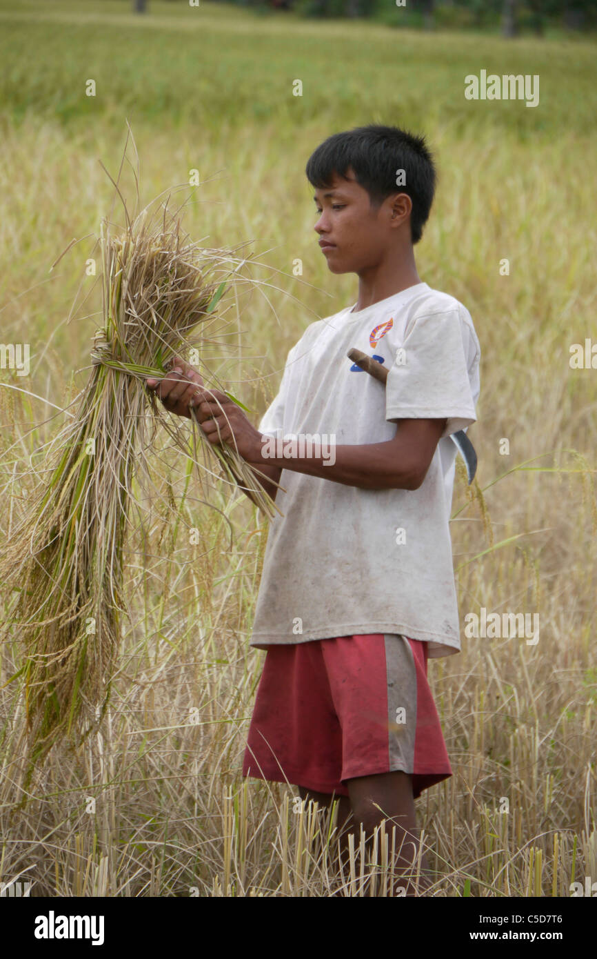 CAMBODIA Farmer in rice field with poor harvest due to drought Stock ...