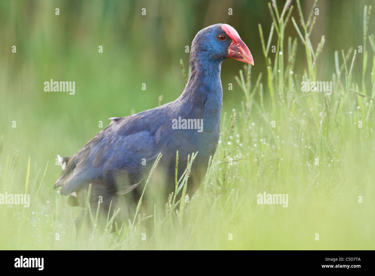 Purple swamp-hen (porphyrio porphyrio). Spain Stock Photo - Alamy