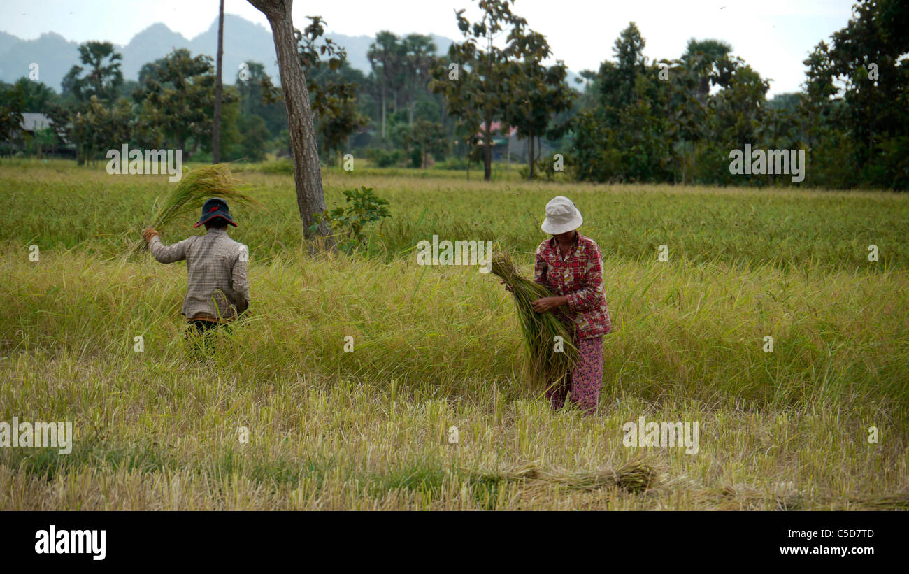 CAMBODIA Farmer in rice field with poor harvest due to drought Stock ...