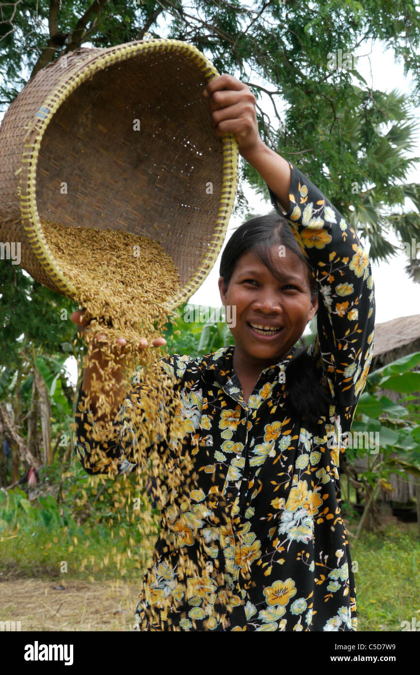 CAMBODIA Farmers in their rice field. Winnowing rice Stock Photo - Alamy