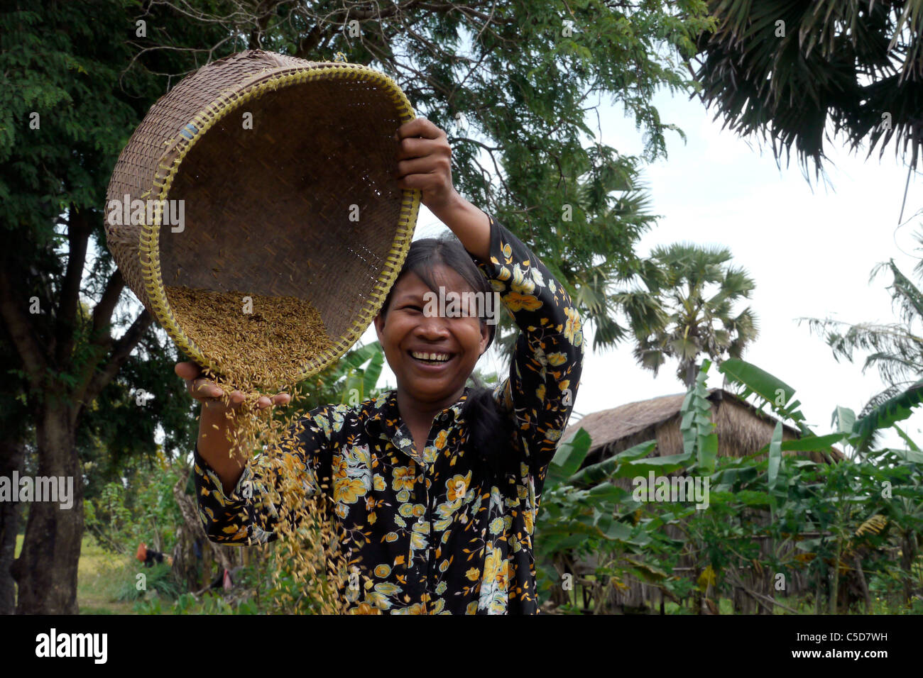 CAMBODIA Farmers in their rice field. Winnowing rice Stock Photo - Alamy