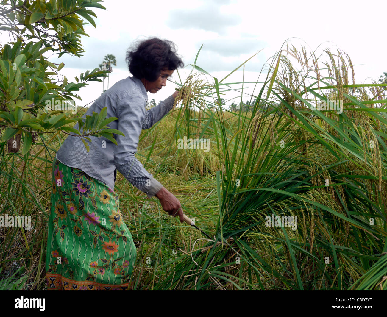 CAMBODIA Harvesting rice damaged by rain. Climate change has impacted ...
