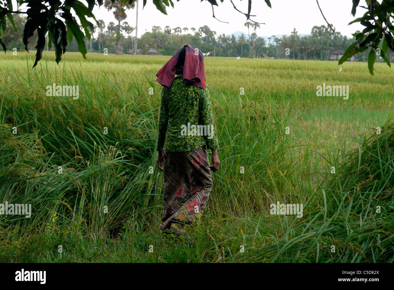 CAMBODIA Farmer in her rice field Stock Photo - Alamy