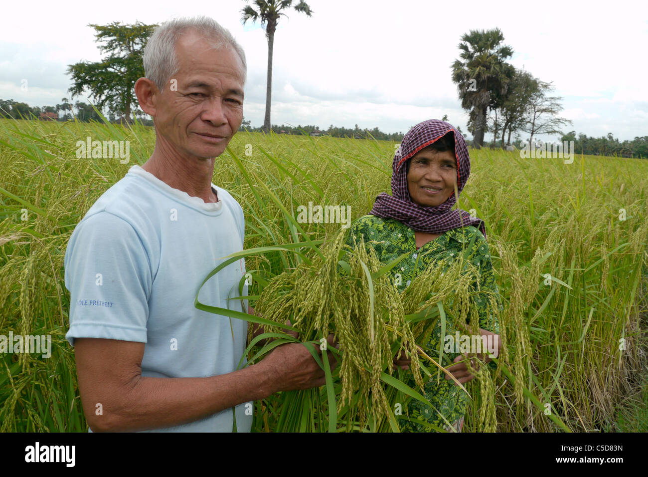 CAMBODIA Farmers in their rice field Stock Photo - Alamy
