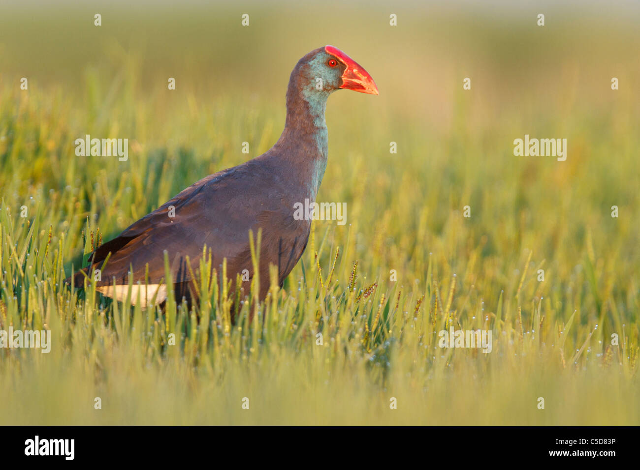 Purple swamp-hen (porphyrio porphyrio). Spain Stock Photo - Alamy
