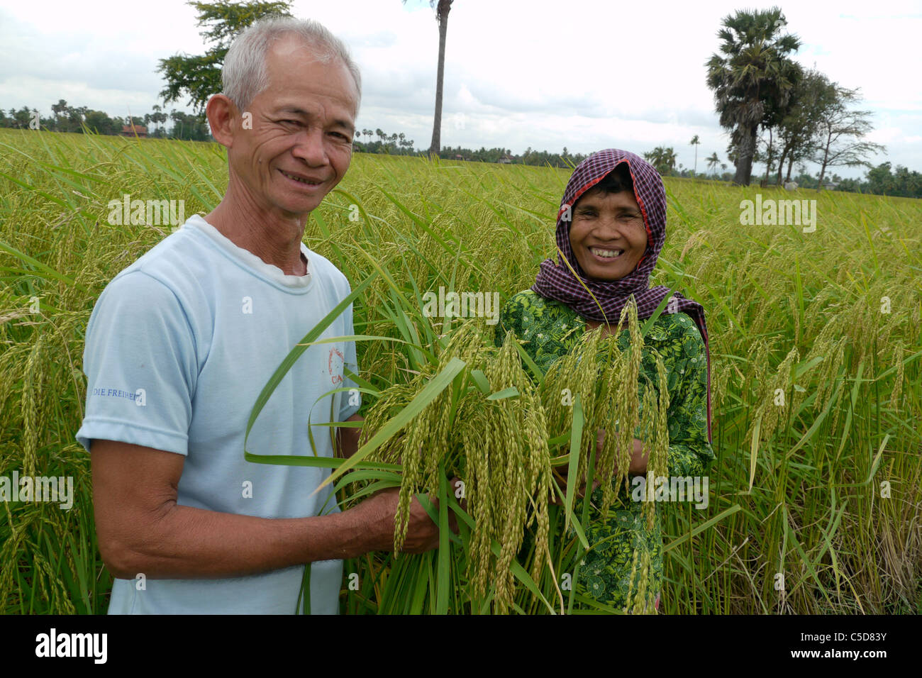 CAMBODIA Farmers in their rice field Stock Photo - Alamy