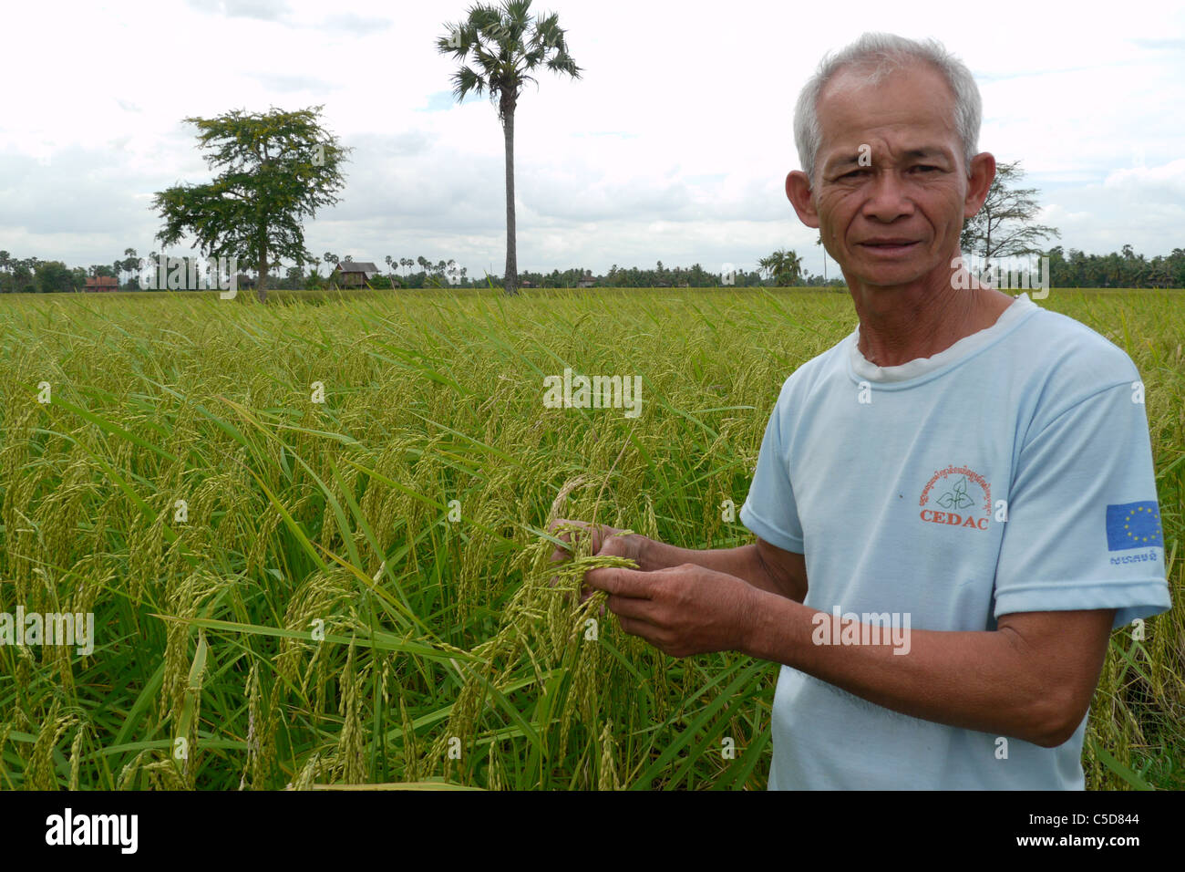 CAMBODIA Farmer in his rice field Stock Photo - Alamy