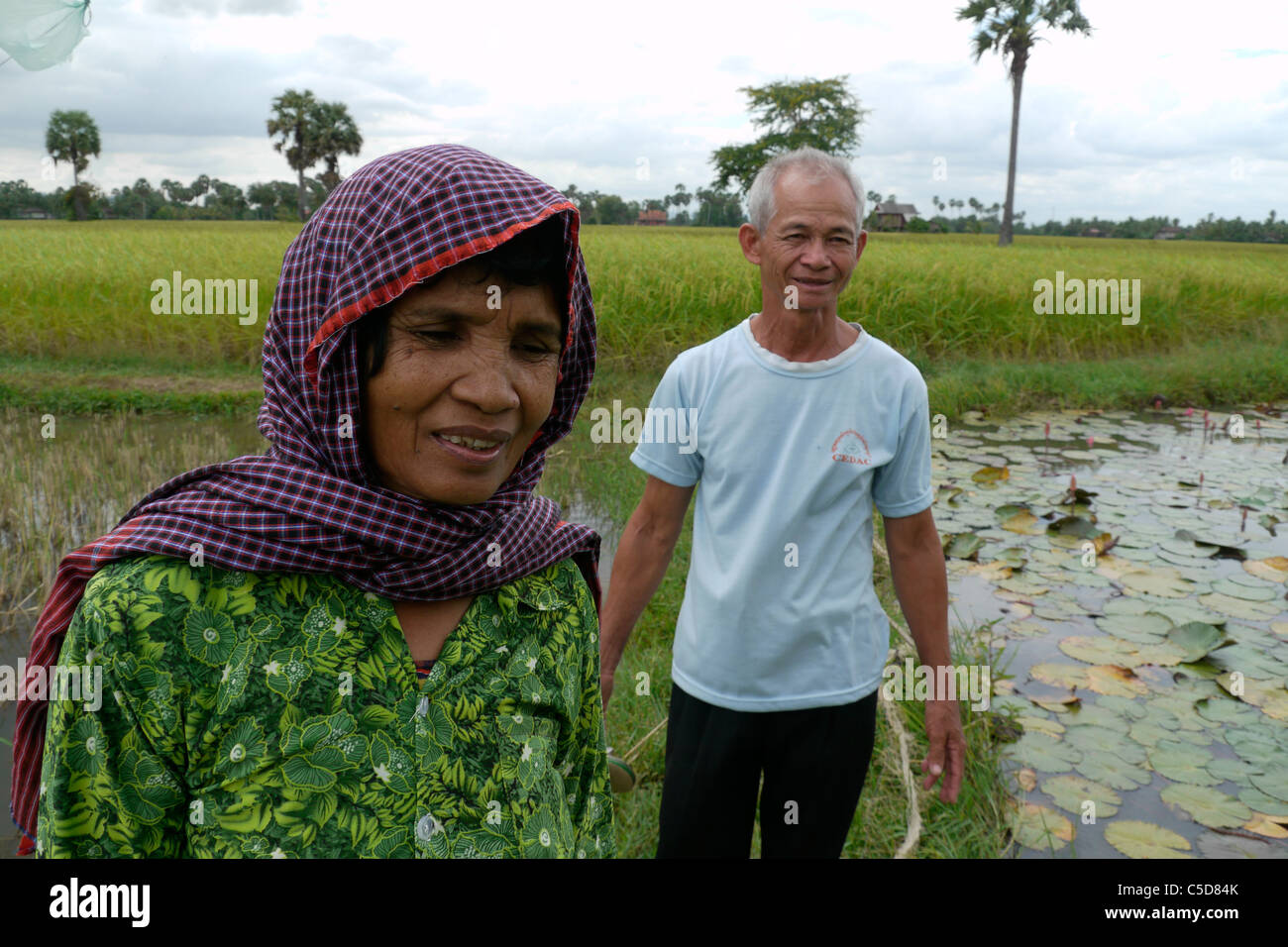 CAMBODIA Farmers in their rice field Stock Photo - Alamy