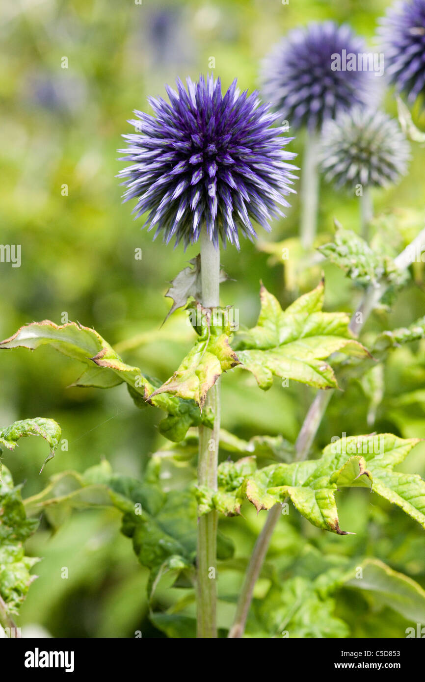 Echinops ritro hi-res stock photography and images - Alamy