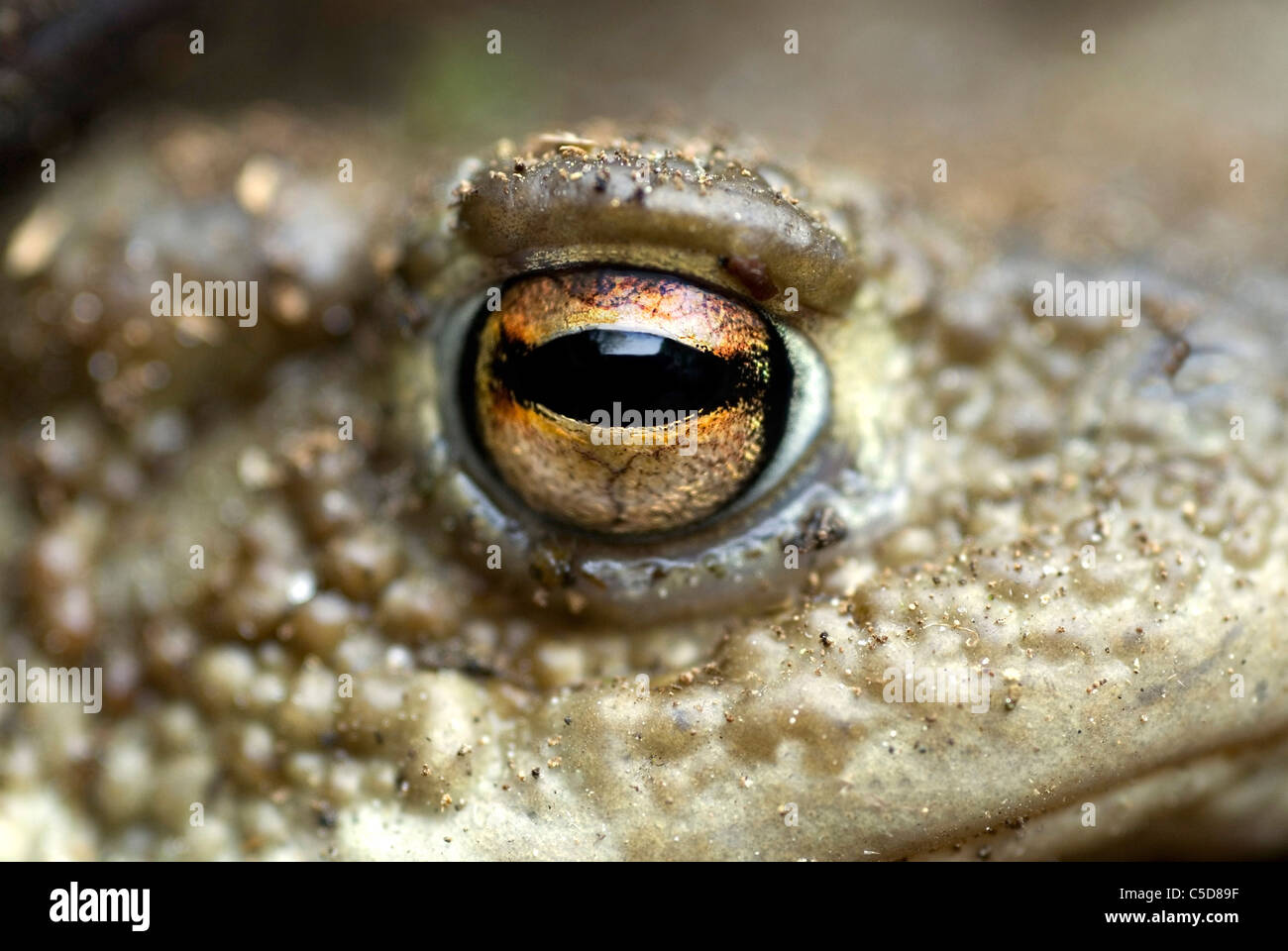 Verrucae High Resolution Stock Photography and Images - Alamy