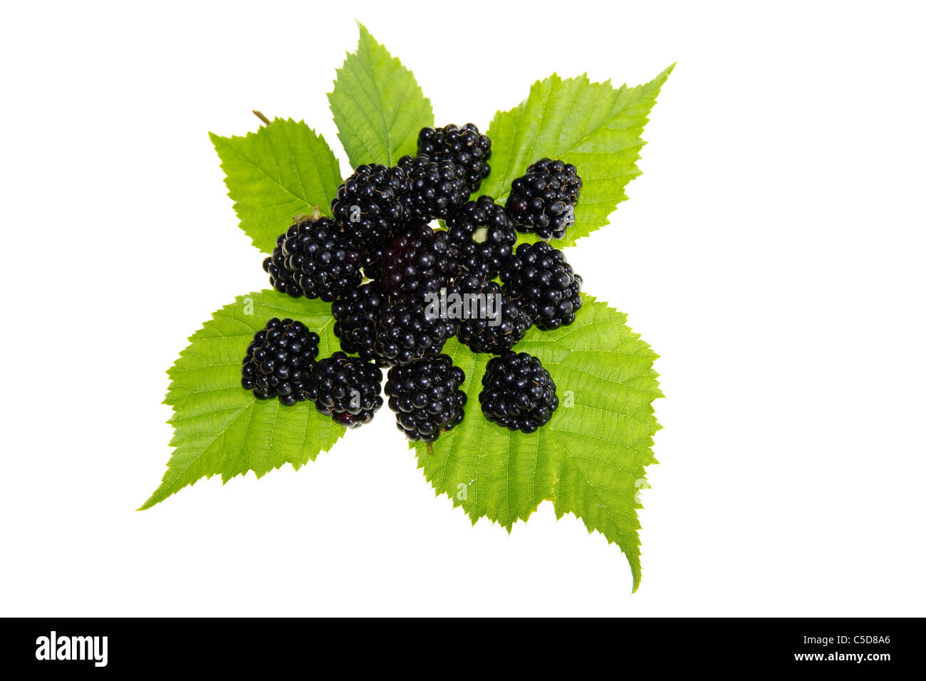 Thornless leaves Cut Out Stock Images & Pictures - Alamy