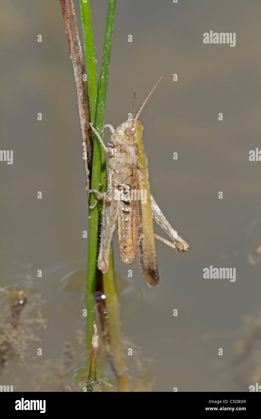 Female grasshopper hi-res stock photography and images - Alamy