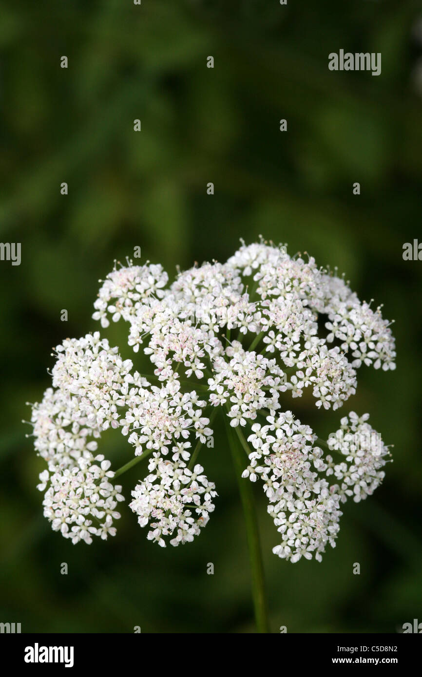 Umbellifers hi-res stock photography and images - Alamy