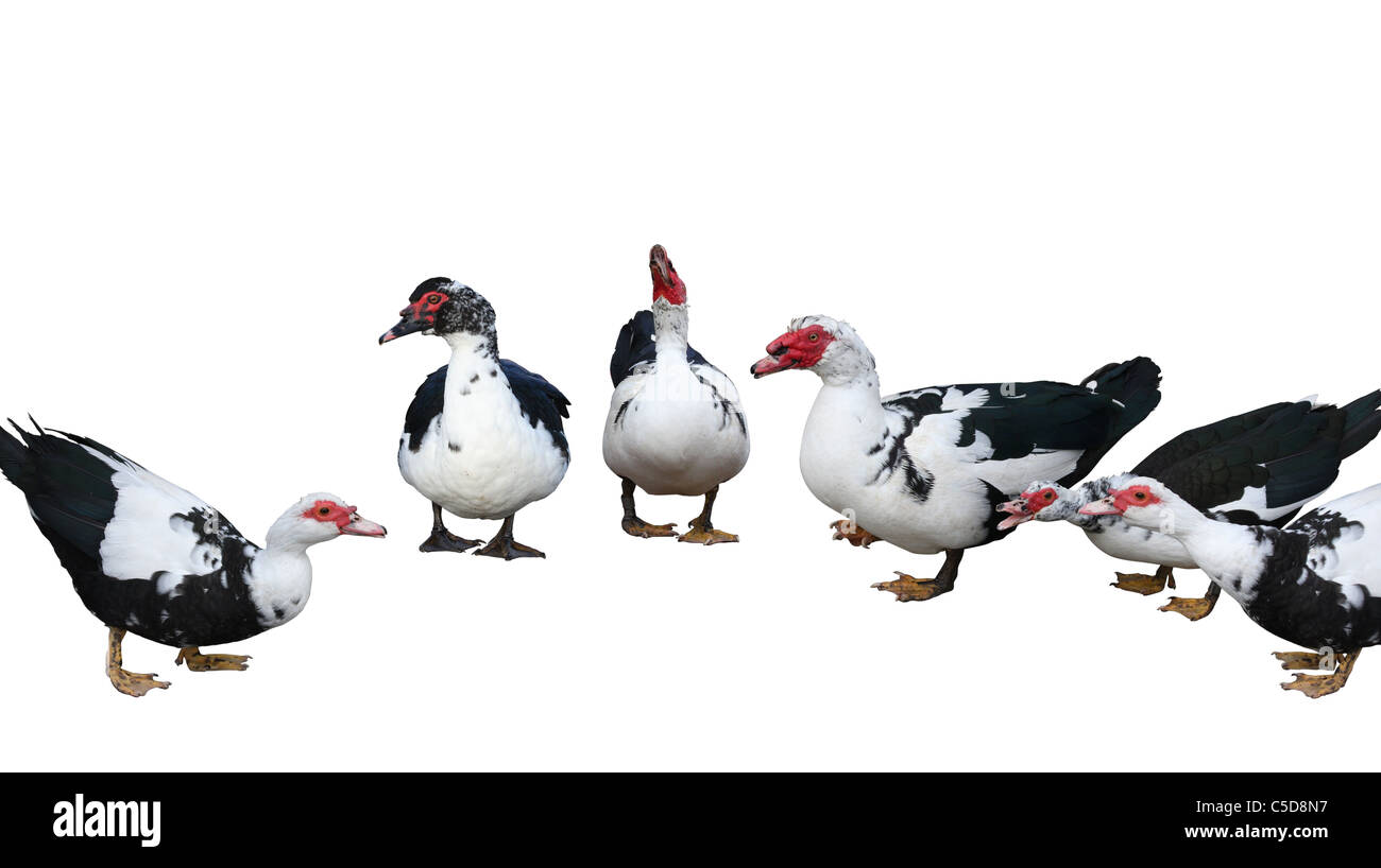 Muscovie geese hi-res stock photography and images - Alamy