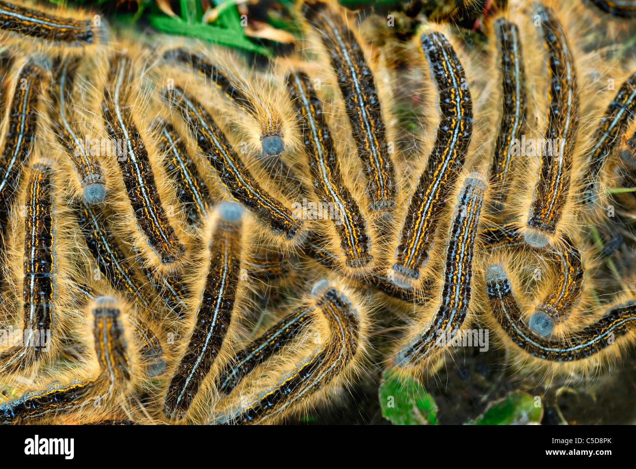Caterpillars hairy hi-res stock photography and images - Alamy