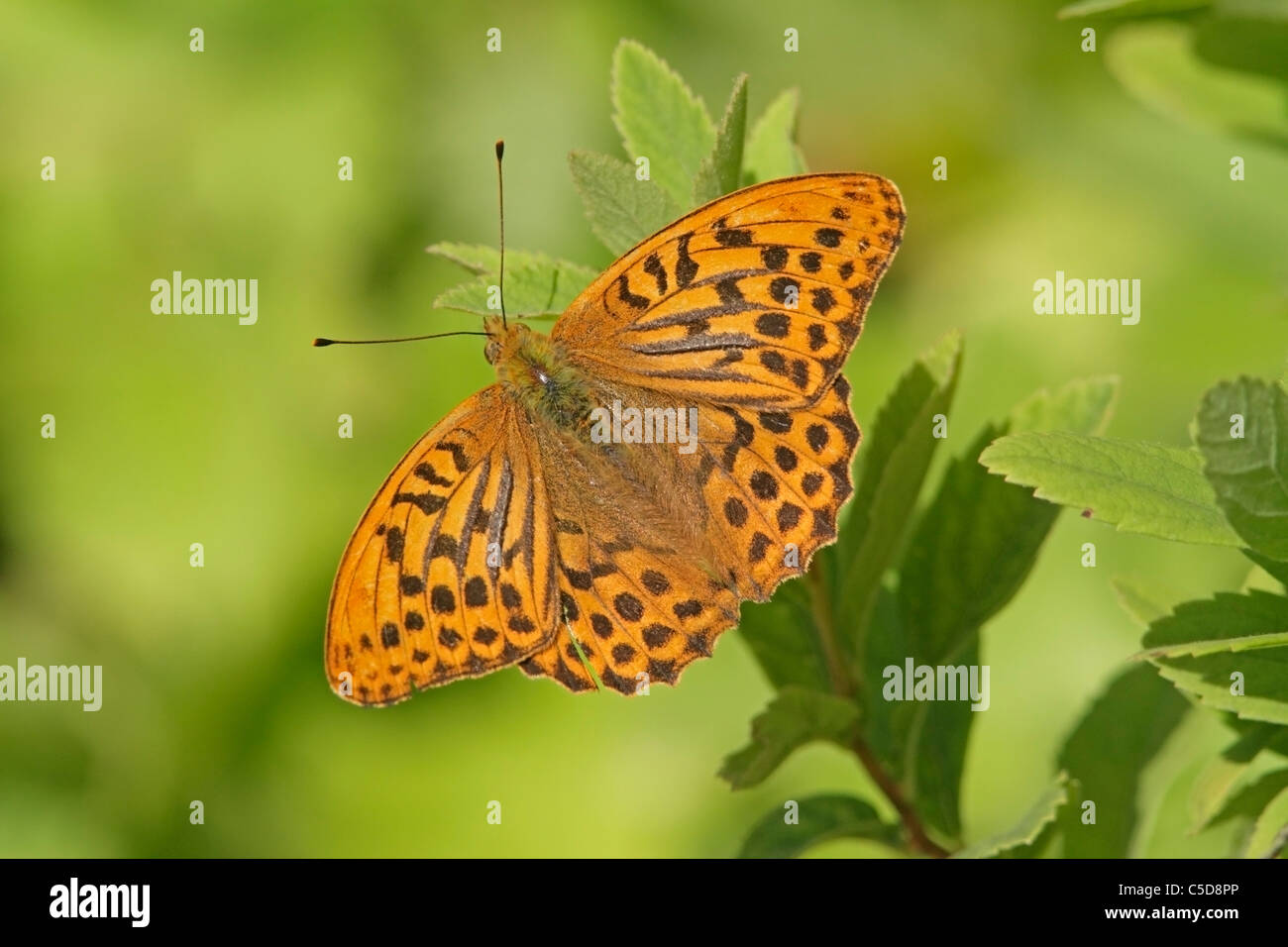 Silver Washed Fritillary Butterfly High Resolution Stock Photography ...