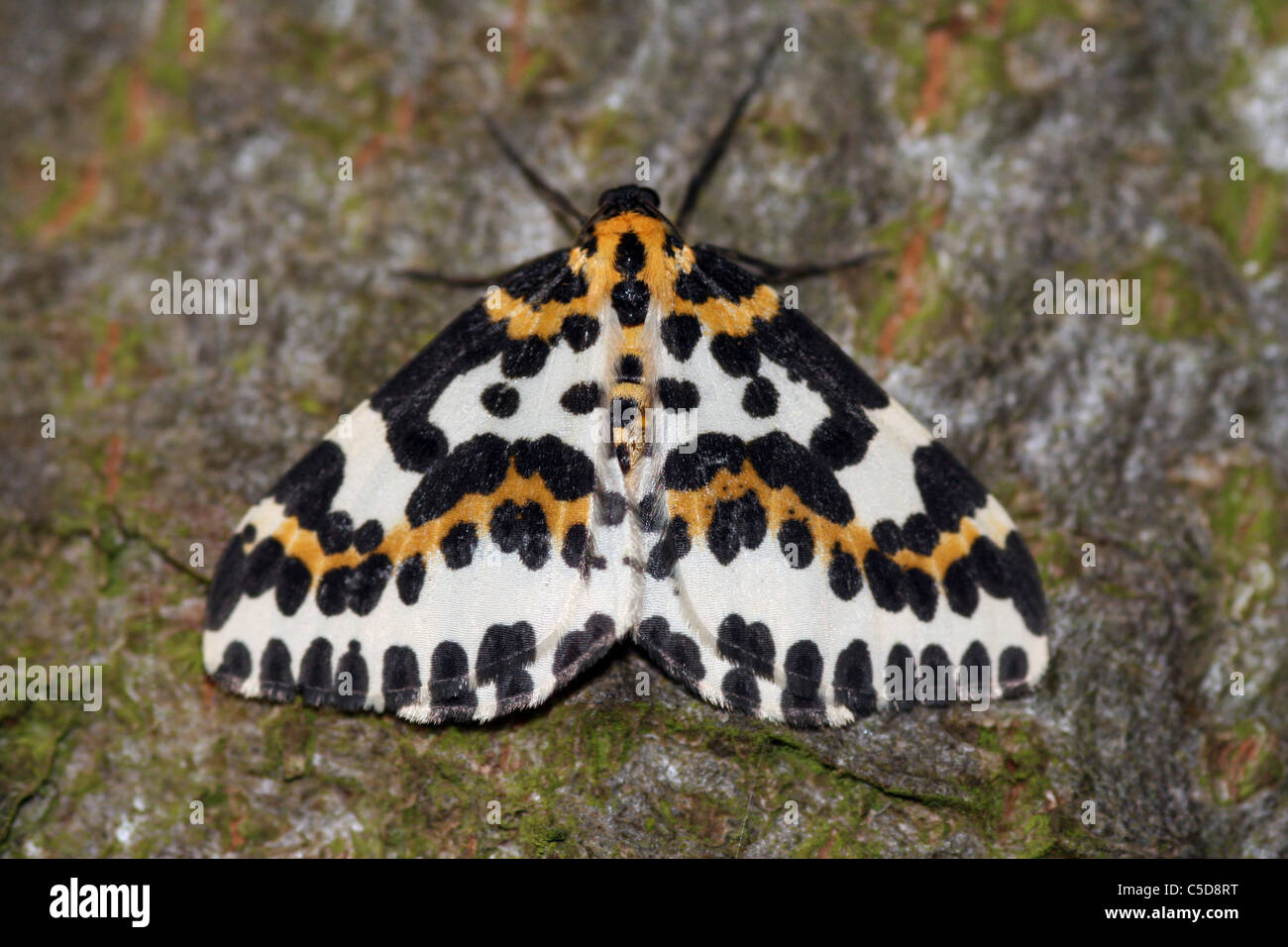 Magpie moth abraxas grossulariata hi-res stock photography and images ...