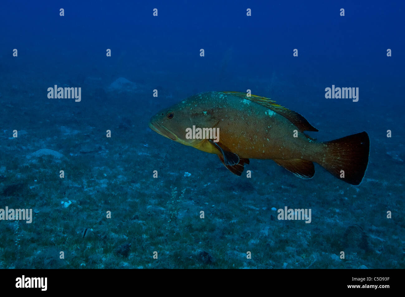 Mediterranean grouper, Ephinephelus marginatus, Kas Antalya Turkey ...