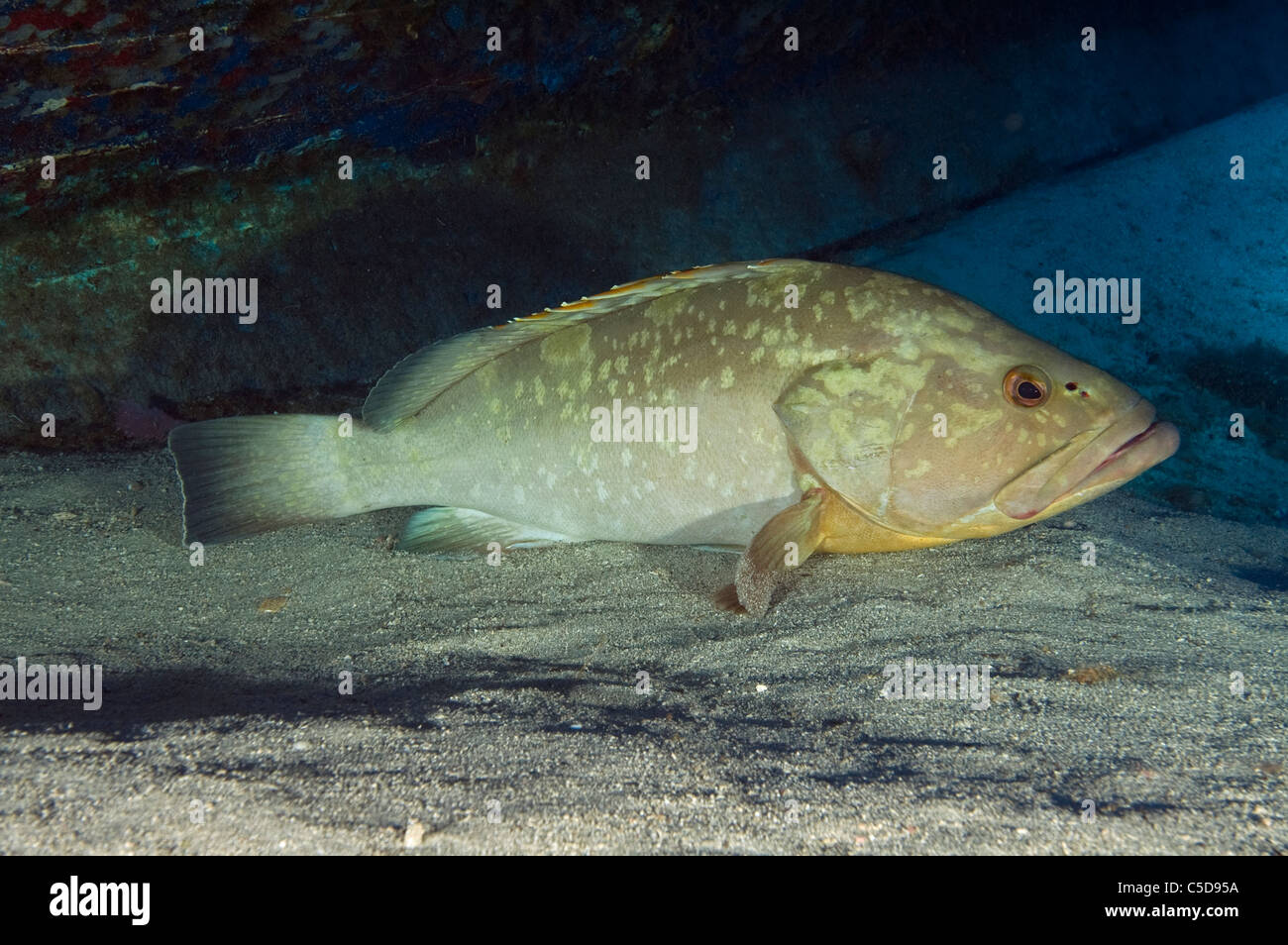 Mediterranean grouper, Ephinephelus marginatus, Kas Antalya Turkey ...