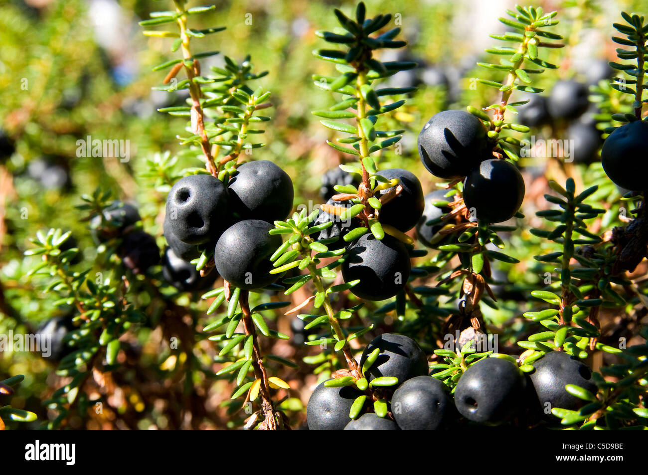 Crowberries High Resolution Stock Photography and Images - Alamy