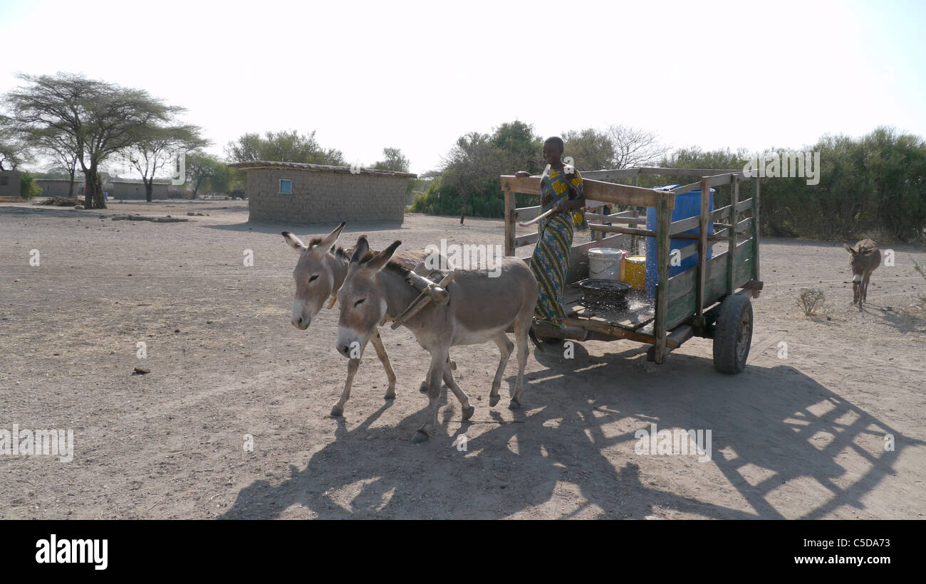 TANZANIA Village of Mwamalasa, Shinyanga. Hauling water by donkey cart ...