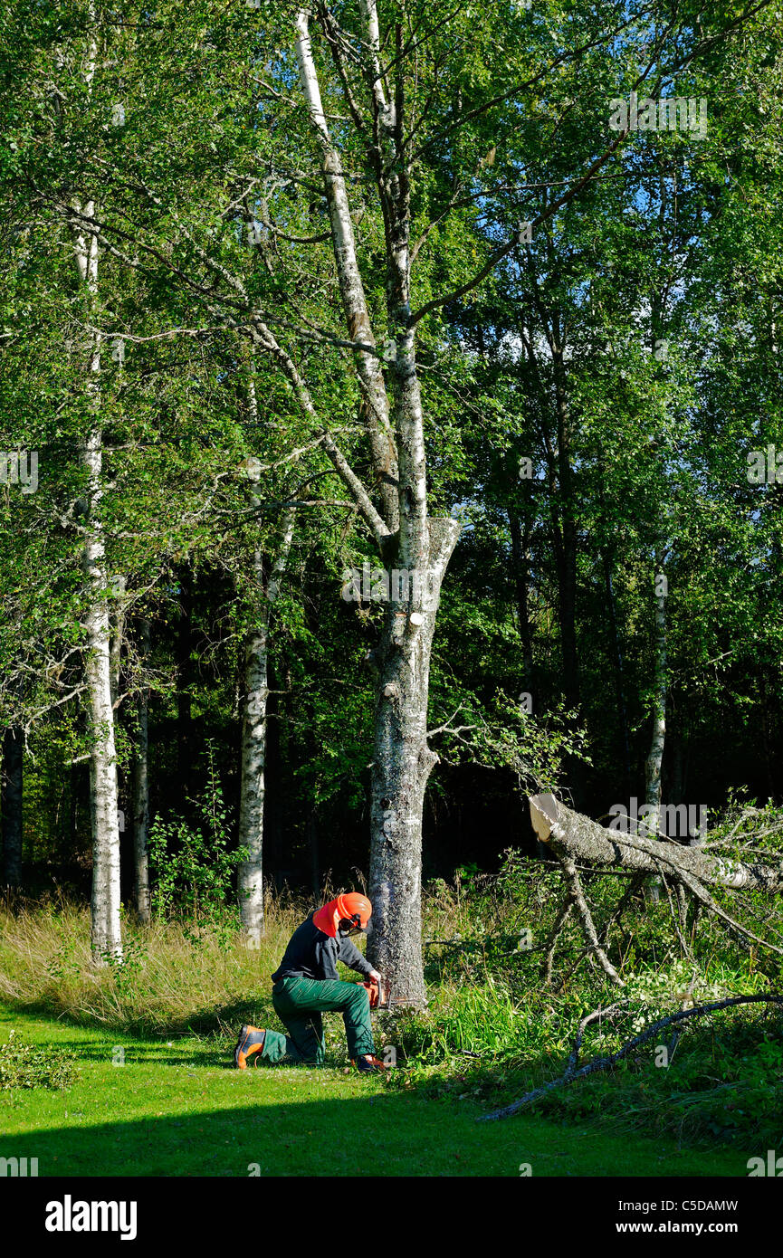 Down birches hi-res stock photography and images - Alamy
