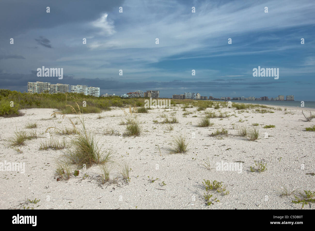 Vegetation on the dune area of Tigertail Beach Marco Island Florida ...