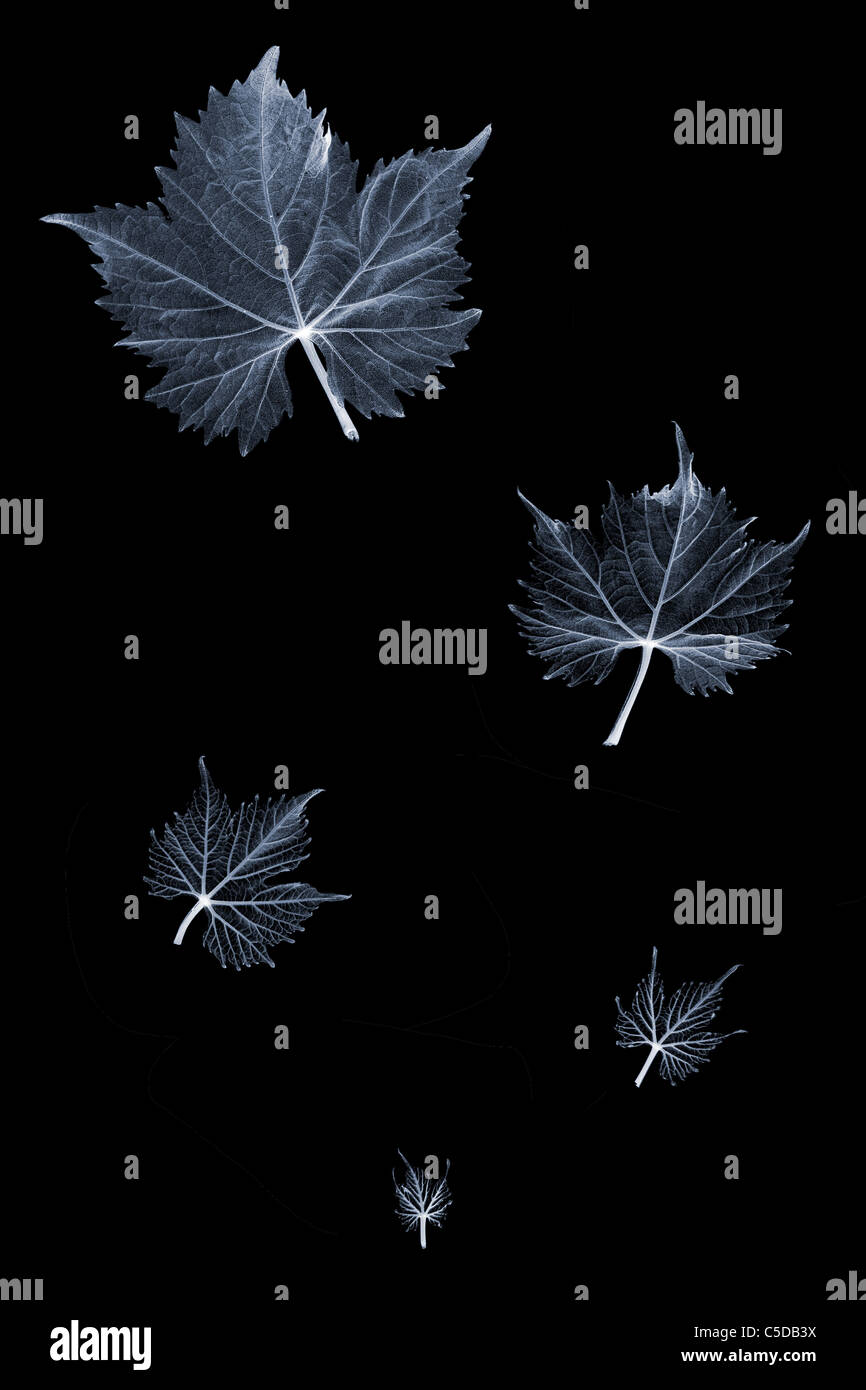 Three different sized grape leaves in front of black background Stock ...