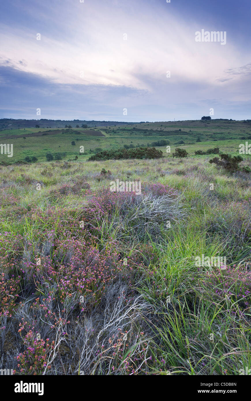 Ashdown Forest, East Sussex, England, UK Stock Photo - Alamy