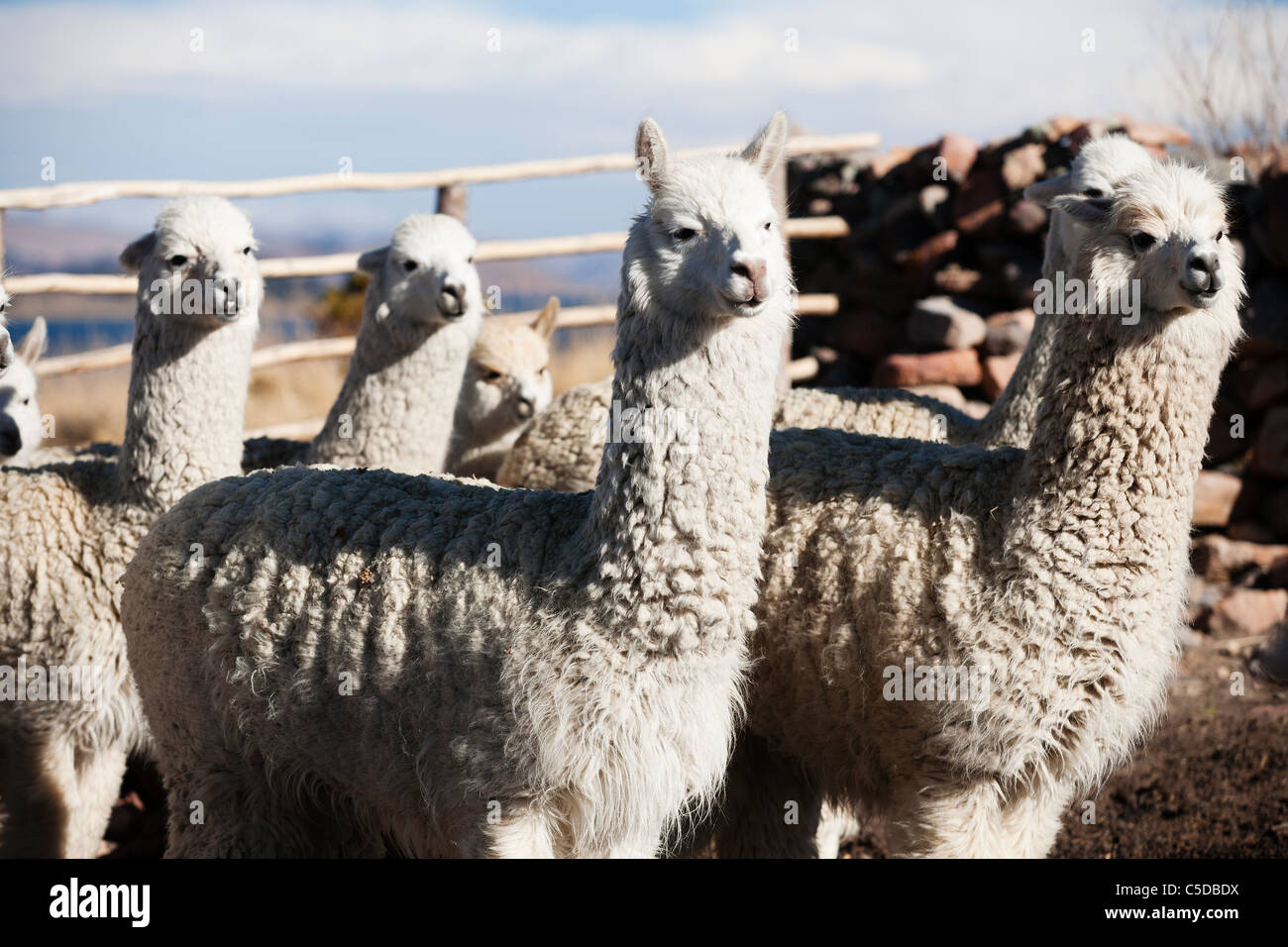 Alpacas on Suasi island , the only private island on Lake Titicaca ...