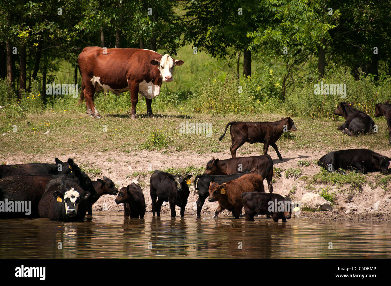 Cattle pond hi-res stock photography and images - Alamy