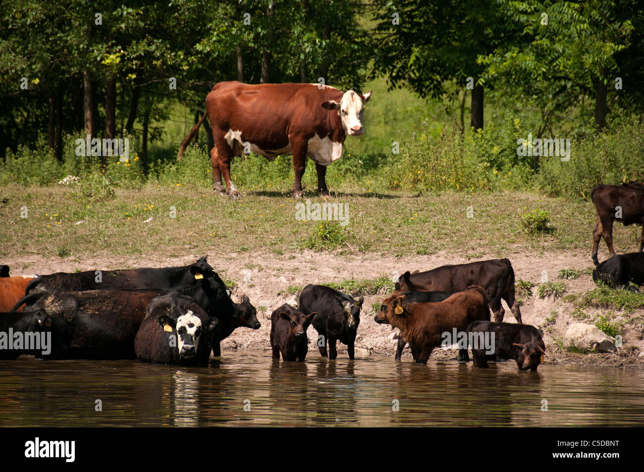 Cattle pond hi-res stock photography and images - Alamy