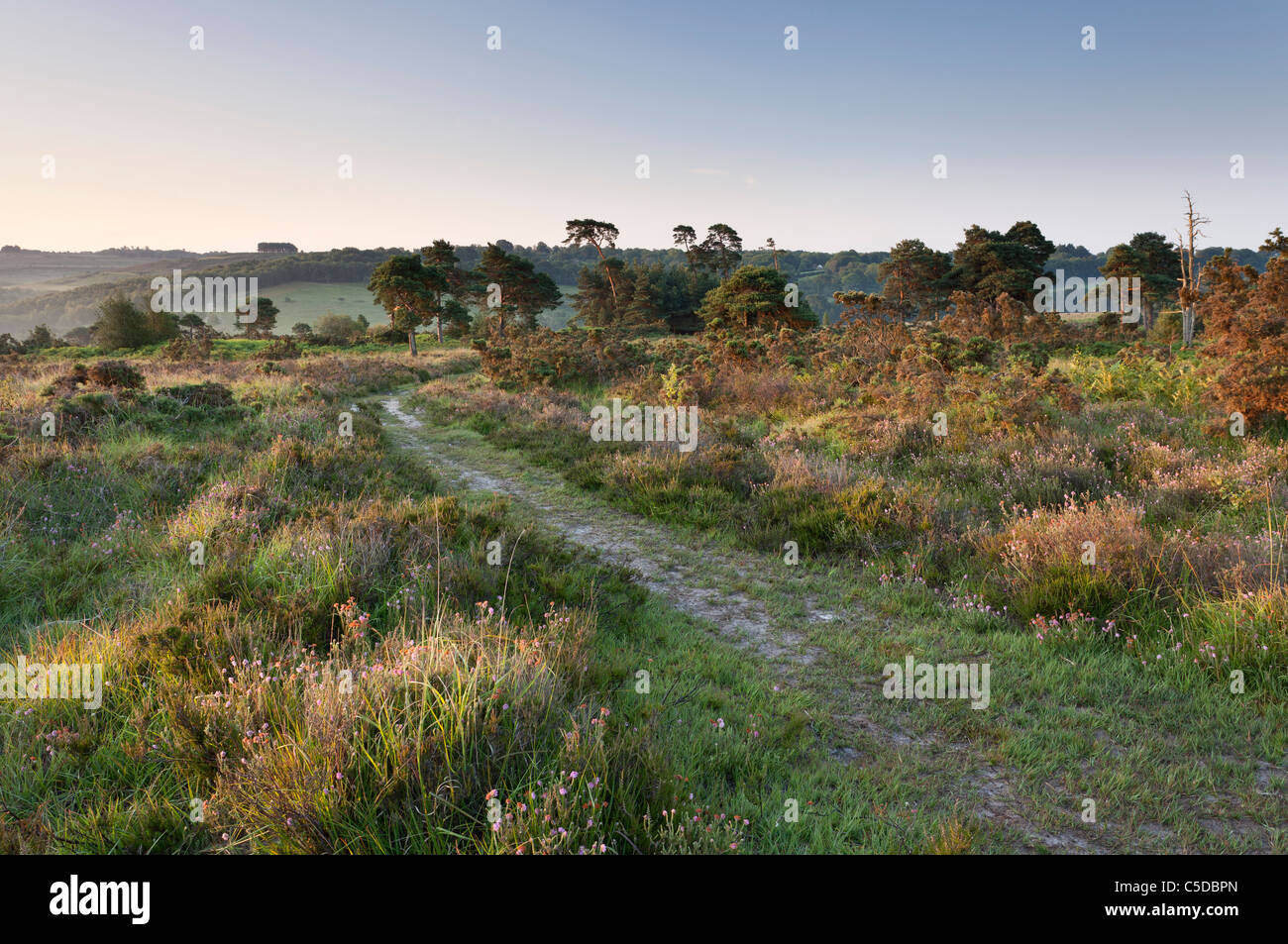 Ashdown forest hi-res stock photography and images - Alamy