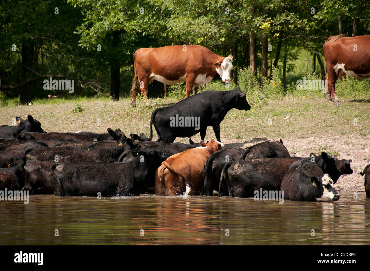 Cooling water pond hi-res stock photography and images - Alamy