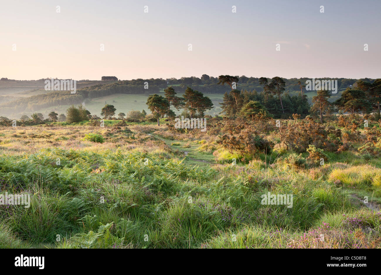 Ashdown forest hi-res stock photography and images - Alamy