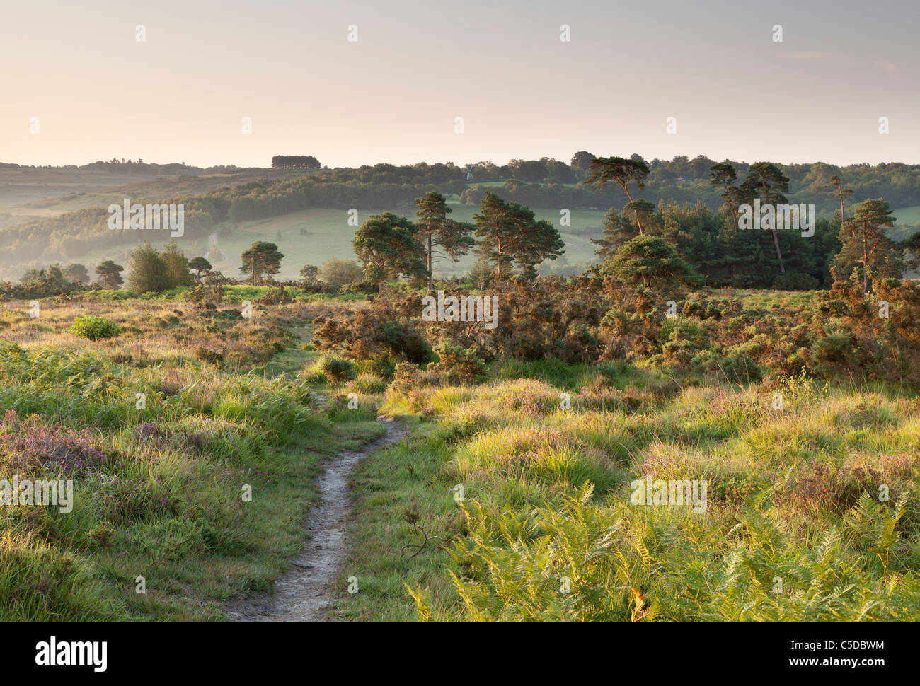 Ashdown forest hi-res stock photography and images - Alamy