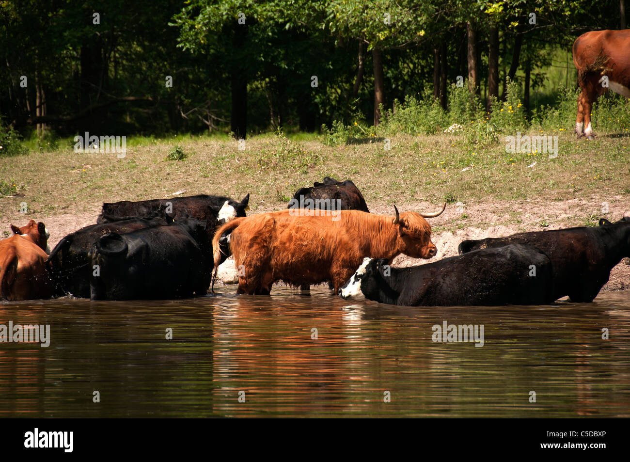 Cattle pond hi-res stock photography and images - Alamy