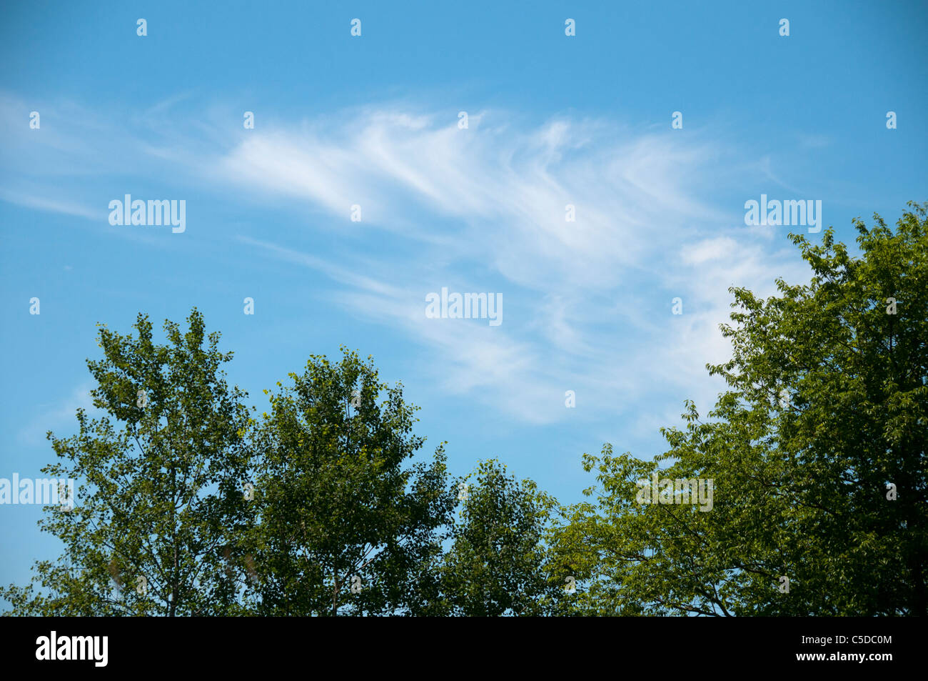 Cirrus clouds over trees Stock Photo - Alamy