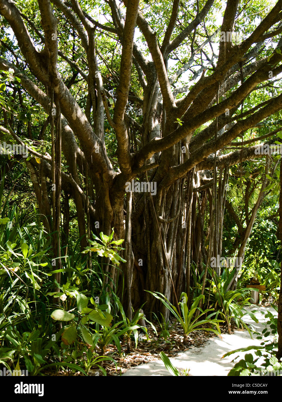 A crazy tree growing on the island. Coco Palm Dhuni Kolhu. Baa Atol ...