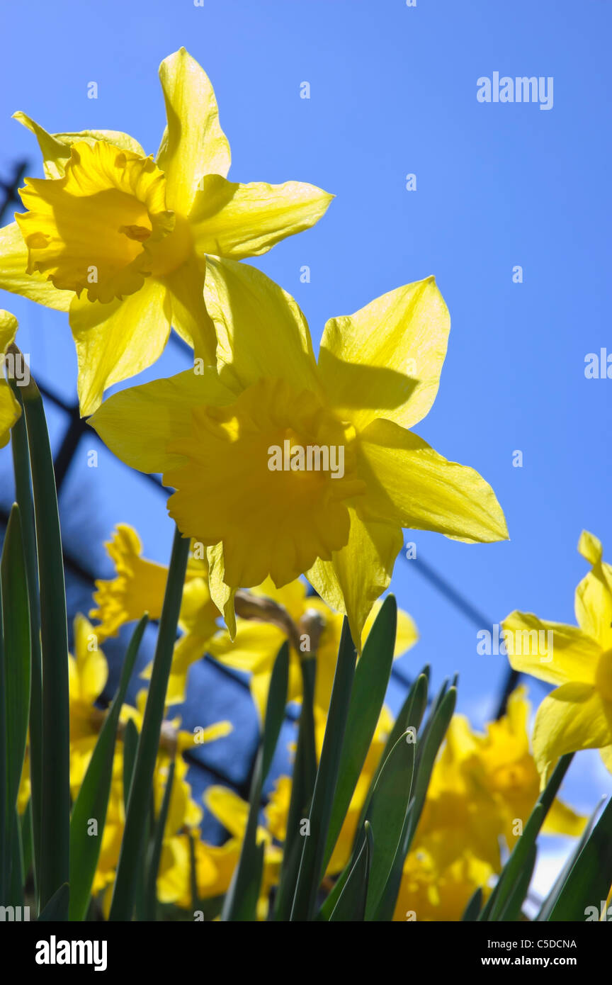 Daffodils at roadside hi-res stock photography and images - Alamy