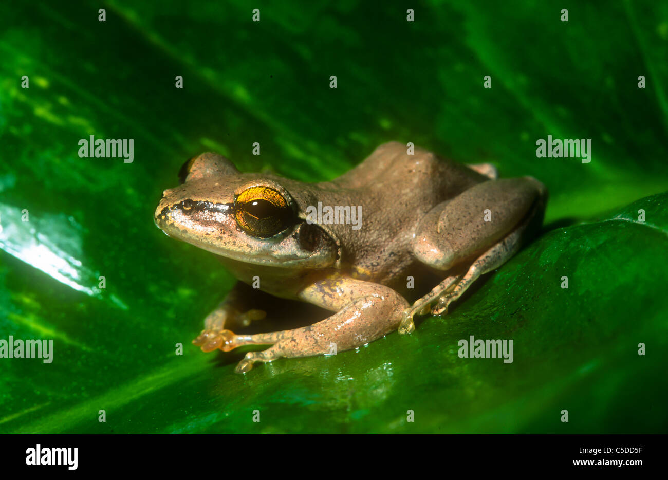 Brown Tree Frog, Boophis tephraeomystax, Fort Dauphin, Madagascar Stock ...