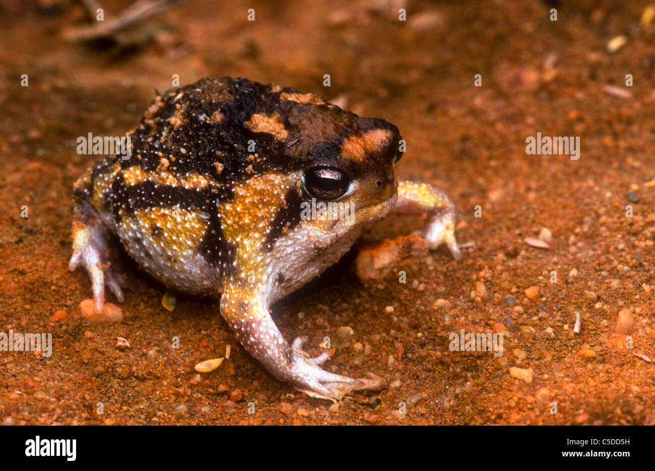 Namaqua rain frog hi-res stock photography and images - Alamy
