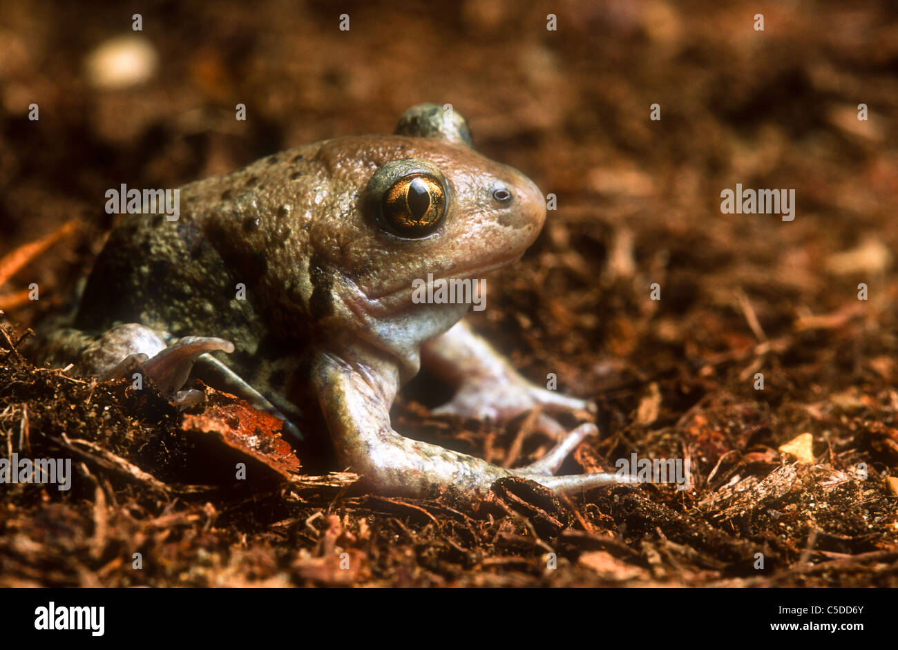 Common spadefoot toad, Pelobates fuscus, Eastern Europe Stock Photo - Alamy