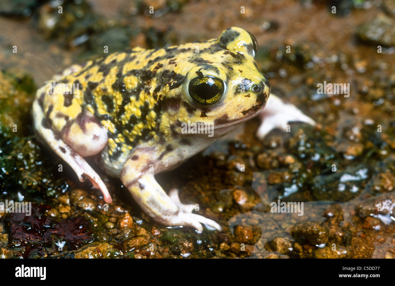 Couchs Spadefoot Toad