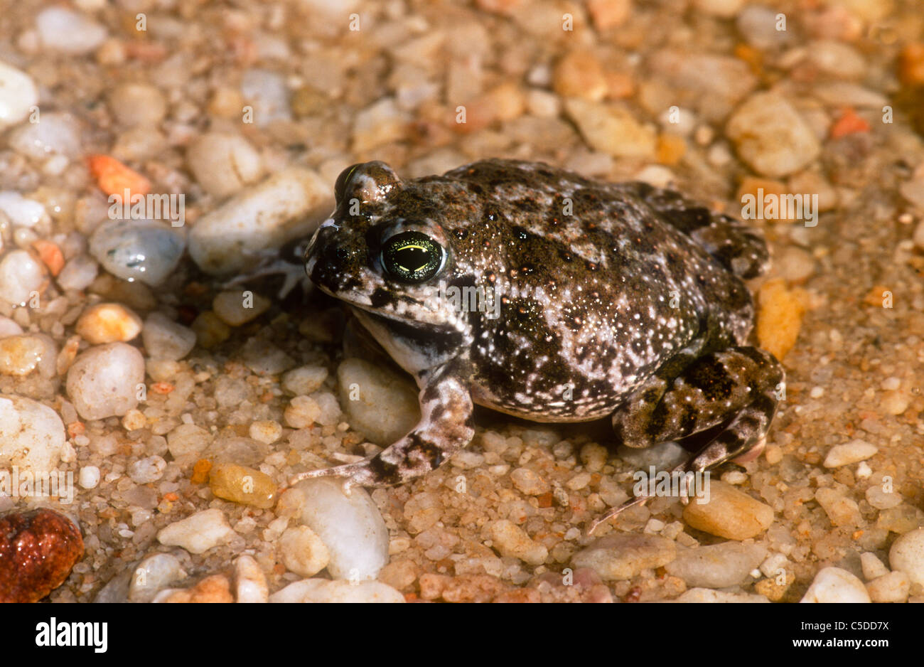 Cape sand frog, Tomopterna delalandii, Bushman's skloof, Cederberg ...