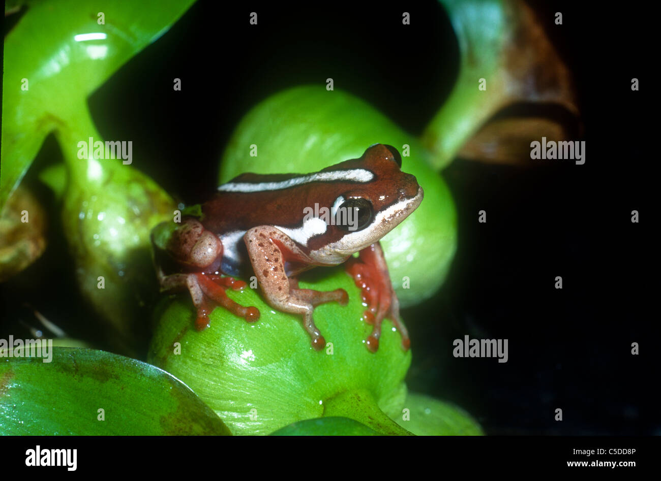 Argus reed frog, Hyperolius argus, Africa Stock Photo - Alamy