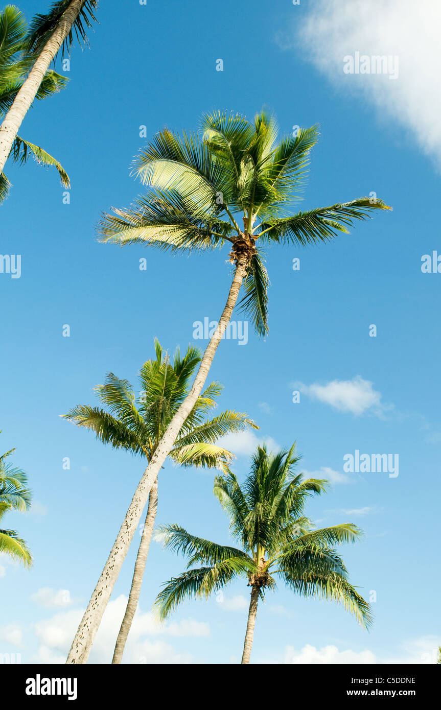 Palms trees on the beach during bright day Stock Photo - Alamy