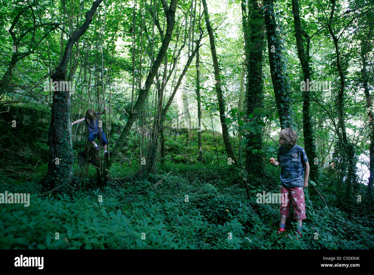 Children playing in the woods. UK Stock Photo - Alamy